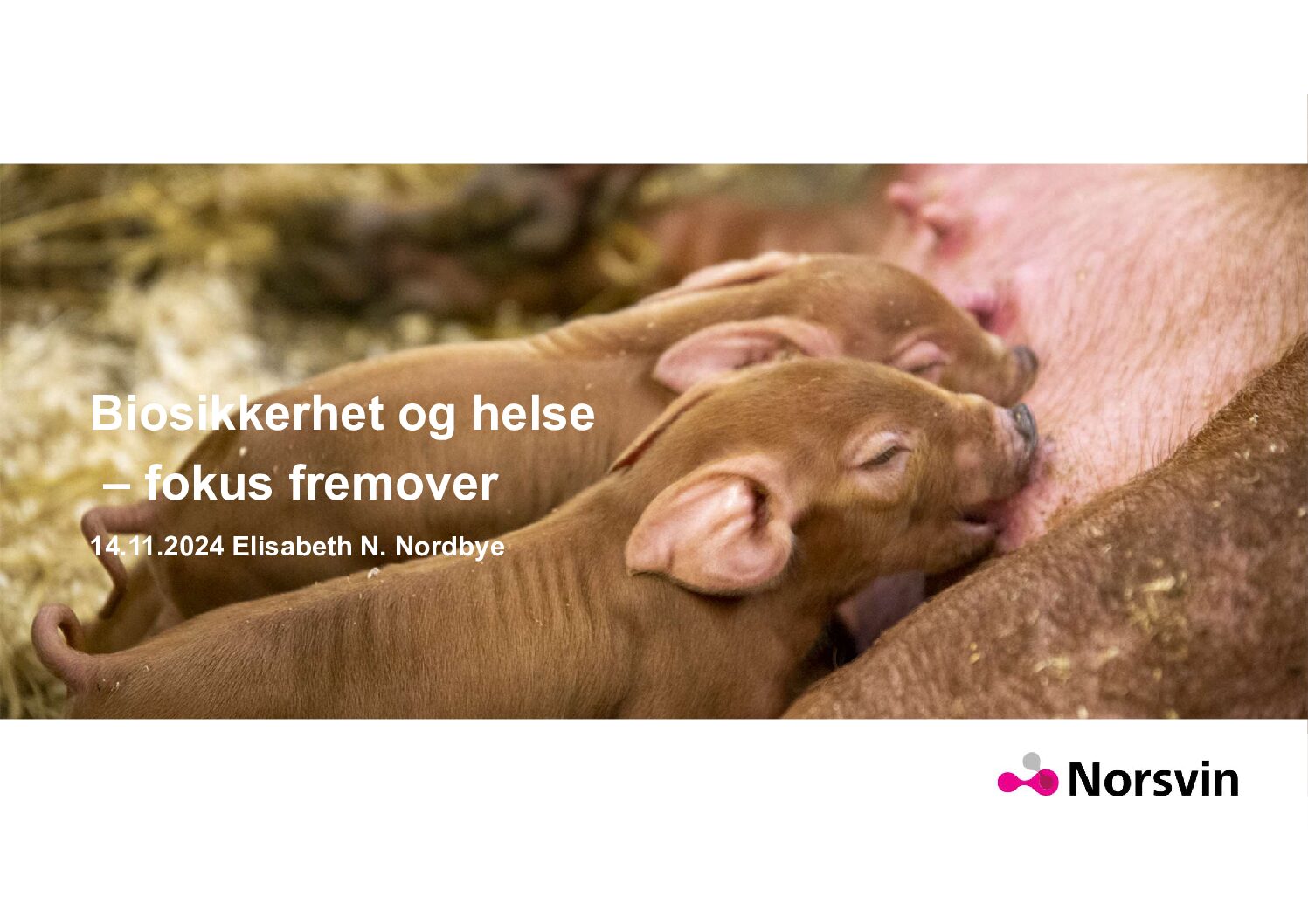 Biosikkerhet og nye krav_Hvordan og hvorfor_Nordbye - Norsvin